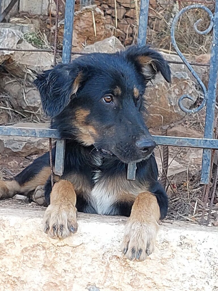Υιοθεσία σκύλου – ΕΝΑ ΣΠΙΤΙ ΓΙΑ ΚΑΘΕ ΑΔΕΣΠΟΤΟ