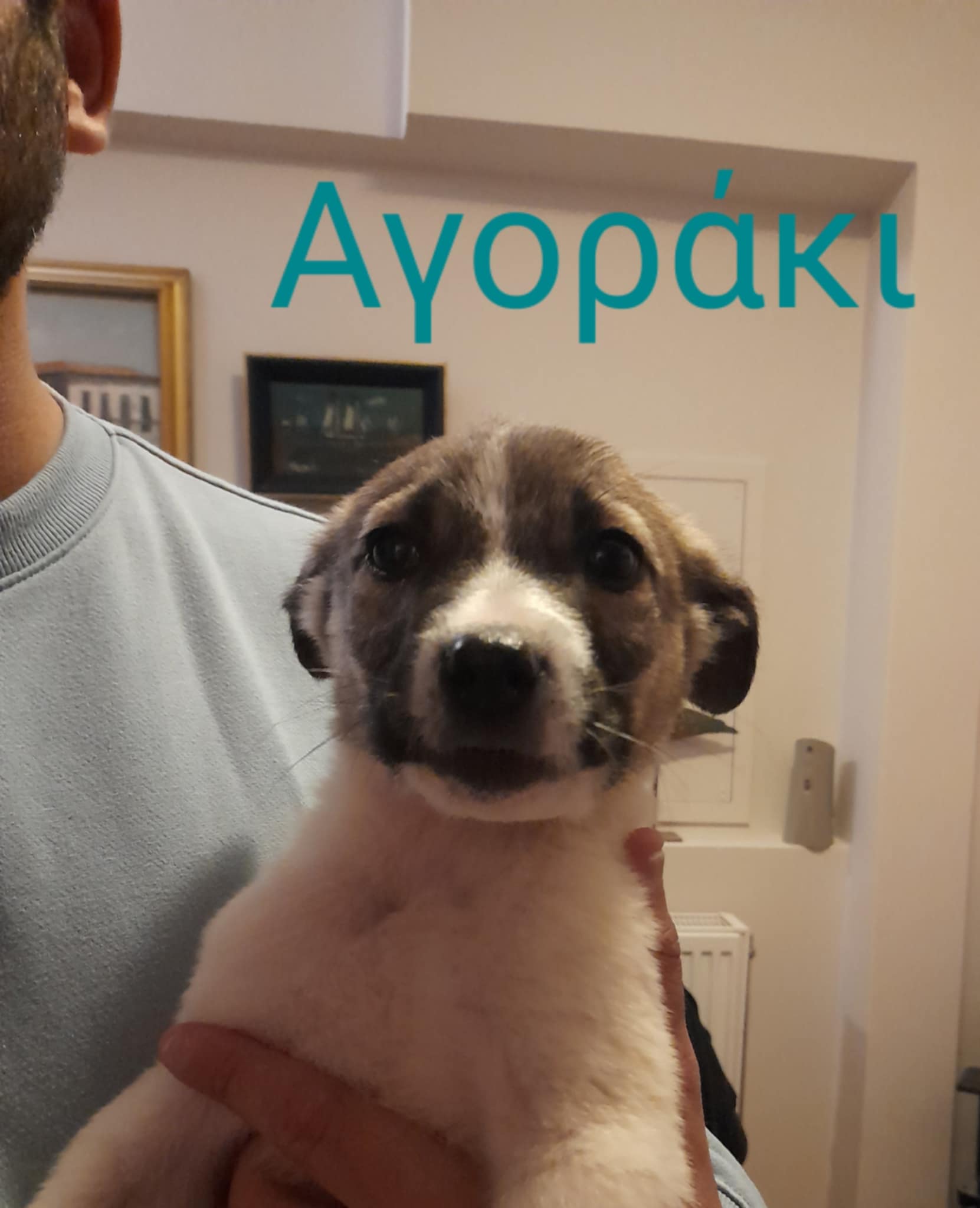 ΣΠΟΚ – ΕΝΑ ΣΠΙΤΙ ΓΙΑ ΚΑΘΕ ΑΔΕΣΠΟΤΟ